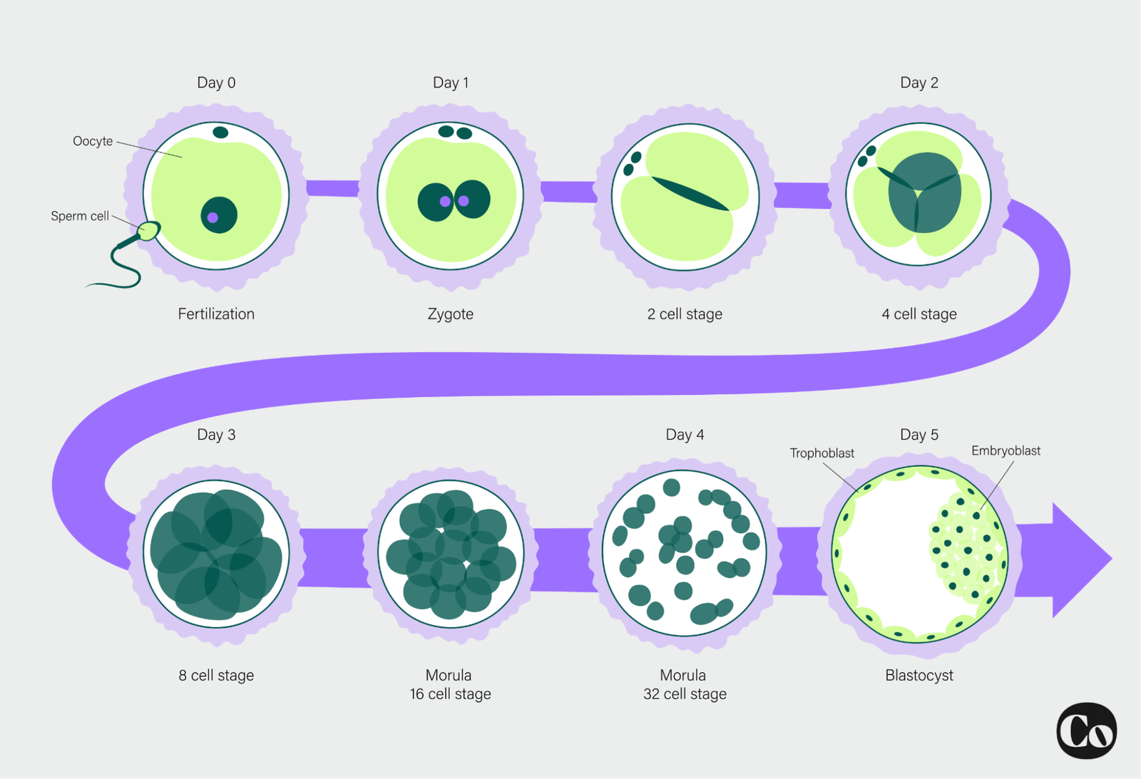 Ivf Embryo Development By Stages